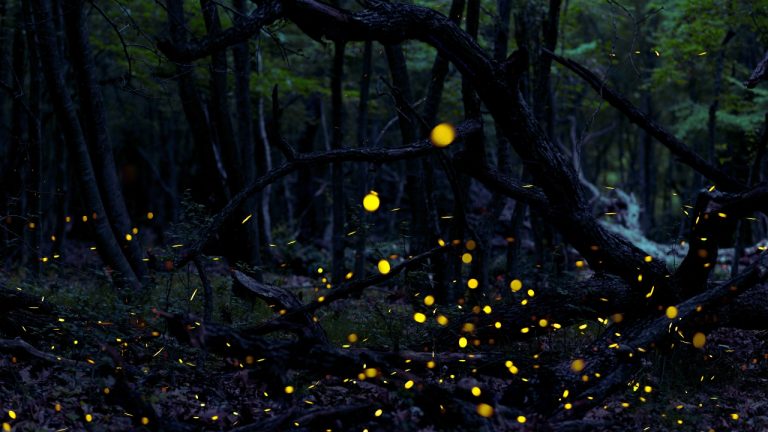 Plotter’s Paradise: Helpful Structures You Can Use To Plan Your Novel