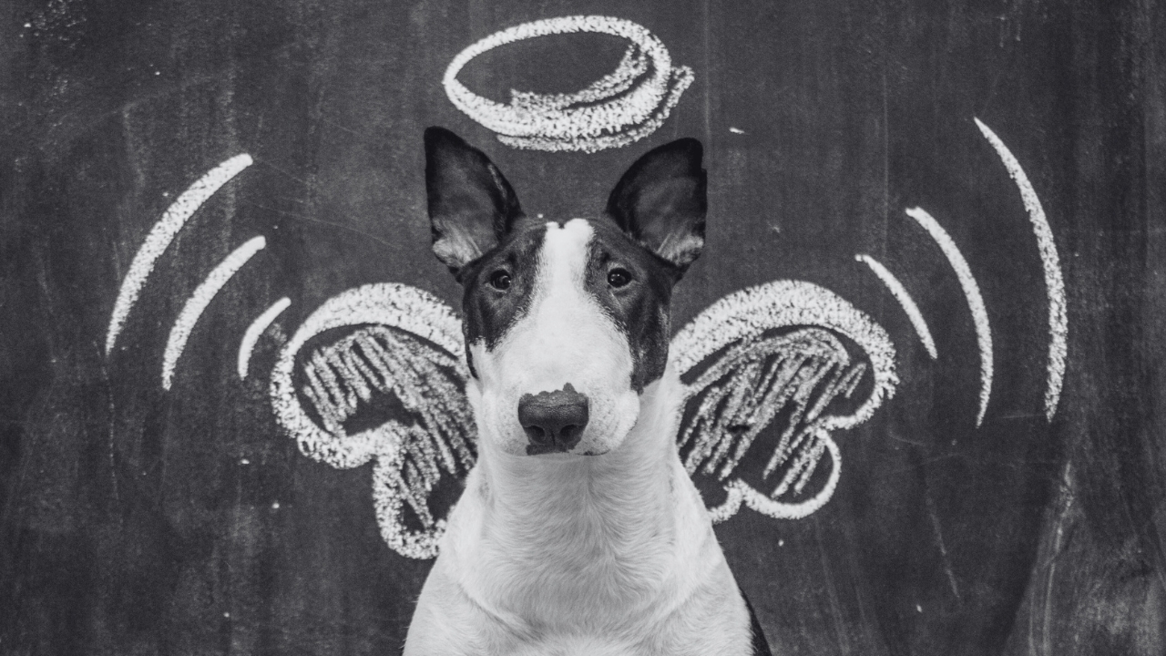 Your Grief is Valid: Bookstr Team Honors Their Pet Angels